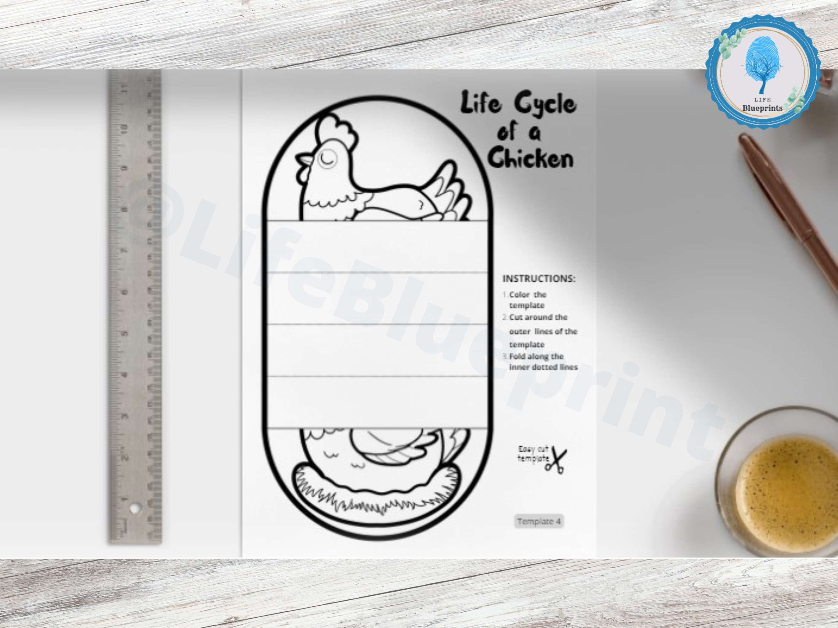 Foldable Chicken Life Cycle Learning Activity for Kids A4 and 11x8.5 ...