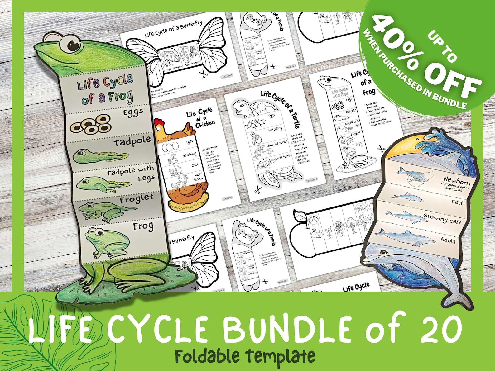 Foldable Life Cycle Bundle of 20 Templates Discounts With - Etsy