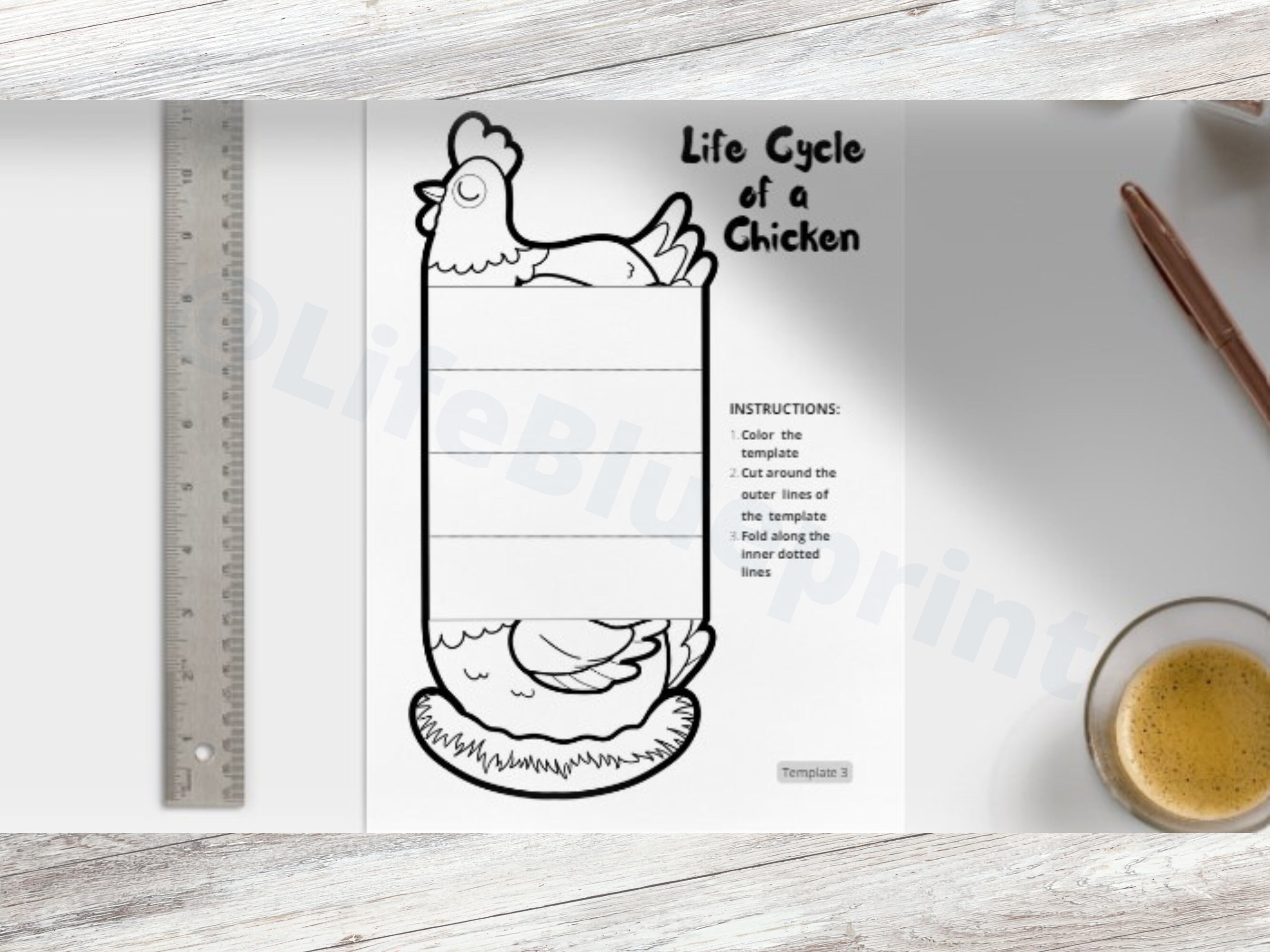Foldable Chicken Life Cycle Learning Activity for Kids A4 and 11x8.5 ...