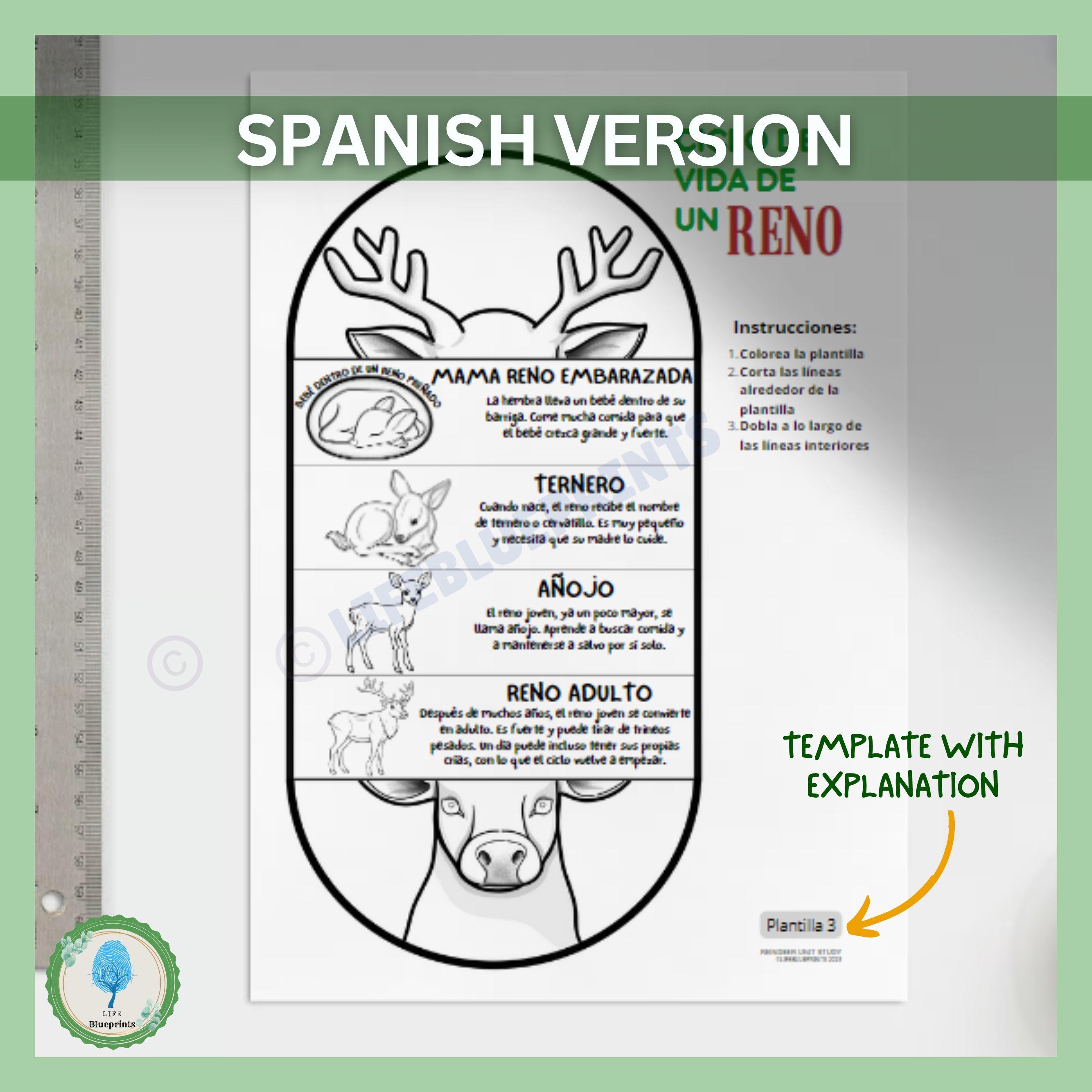REINDEER Life Cycle Foldable Template | Christmas Activities, Christmas ...