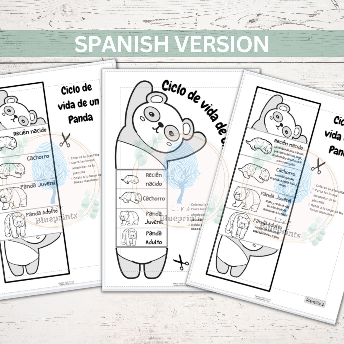 SPANISH Panda Life Cycle Learning Activity for Kids Foldable Science ...