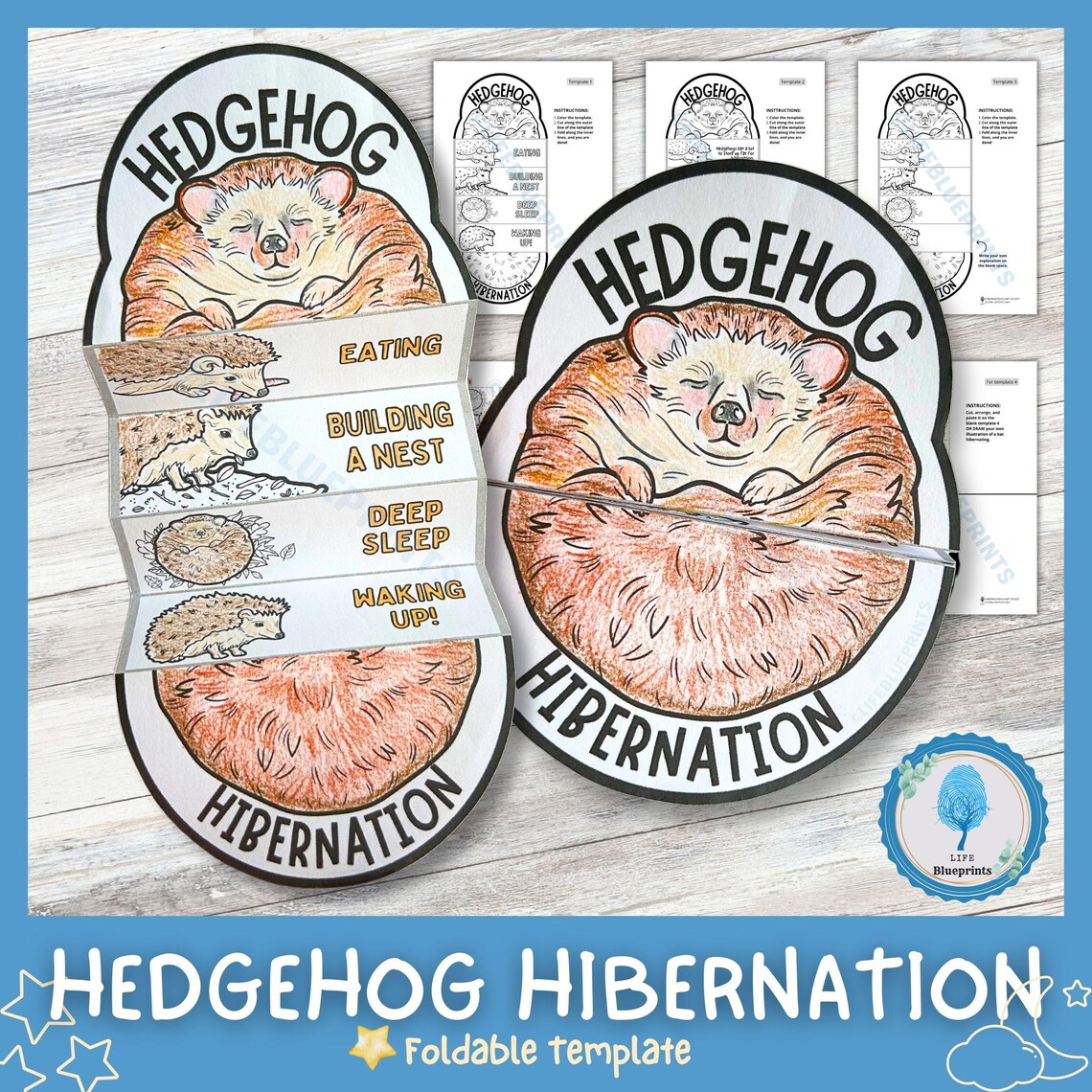 Hedgehog Hibernation Foldable Activity | Winter Sleep Study ...