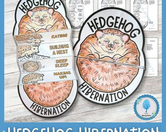 Ladybugs Hibernation Foldable Activity | Winter Sleep Study ...