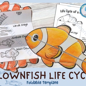 Foldable Clownfish Life Cycle Learning Activity for Kids | A4 and 11x8 ...