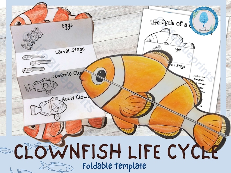 Foldable Clownfish Life Cycle Learning Activity for Kids | A4 and 11x8 ...