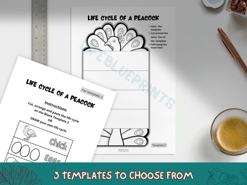 Foldable Peacock Life Cycle Learning Activity for Kids Bird Unit Study Science Crafts A4 Digital ...