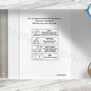 Foldable Chicken Life Cycle Learning Activity for Kids | A4 and 11x8.5 ...