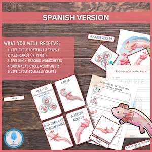 SPANISH Axolotl Life Cycle Unit Study | Includes Posters, Flashcards ...
