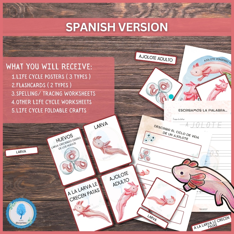 SPANISH Axolotl Life Cycle Unit Study Includes Posters, Flashcards ...