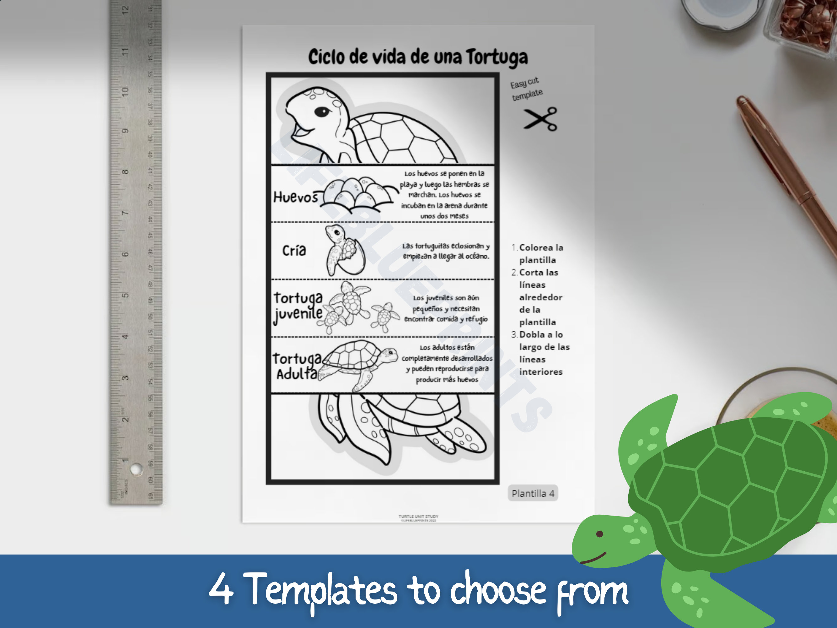 SPANISH Turtle Life Cycle Learning Activity for Kids | Montessori ...