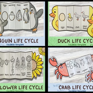 Foldable Life Cycle Bundle of 20 Templates | Discounts With Bundle ...