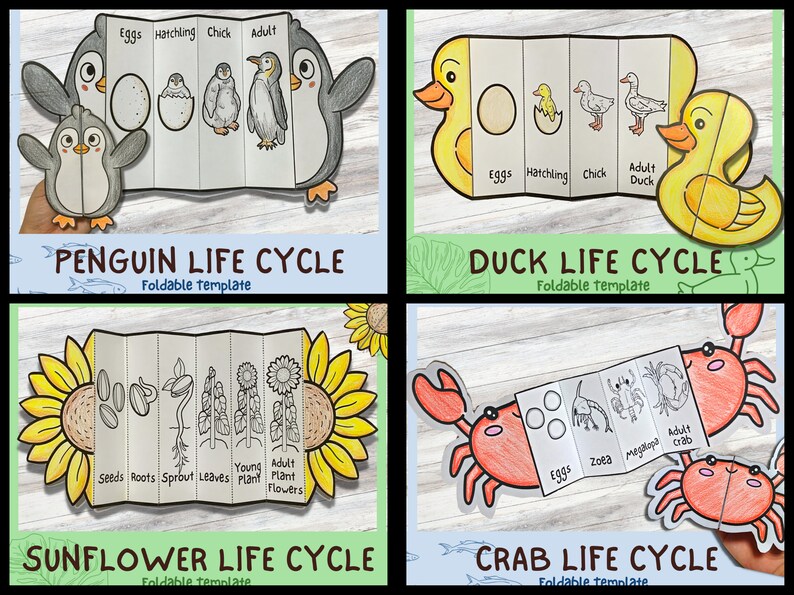 Foldable Life Cycle Bundle of 20 Templates | Discounts With Bundle ...