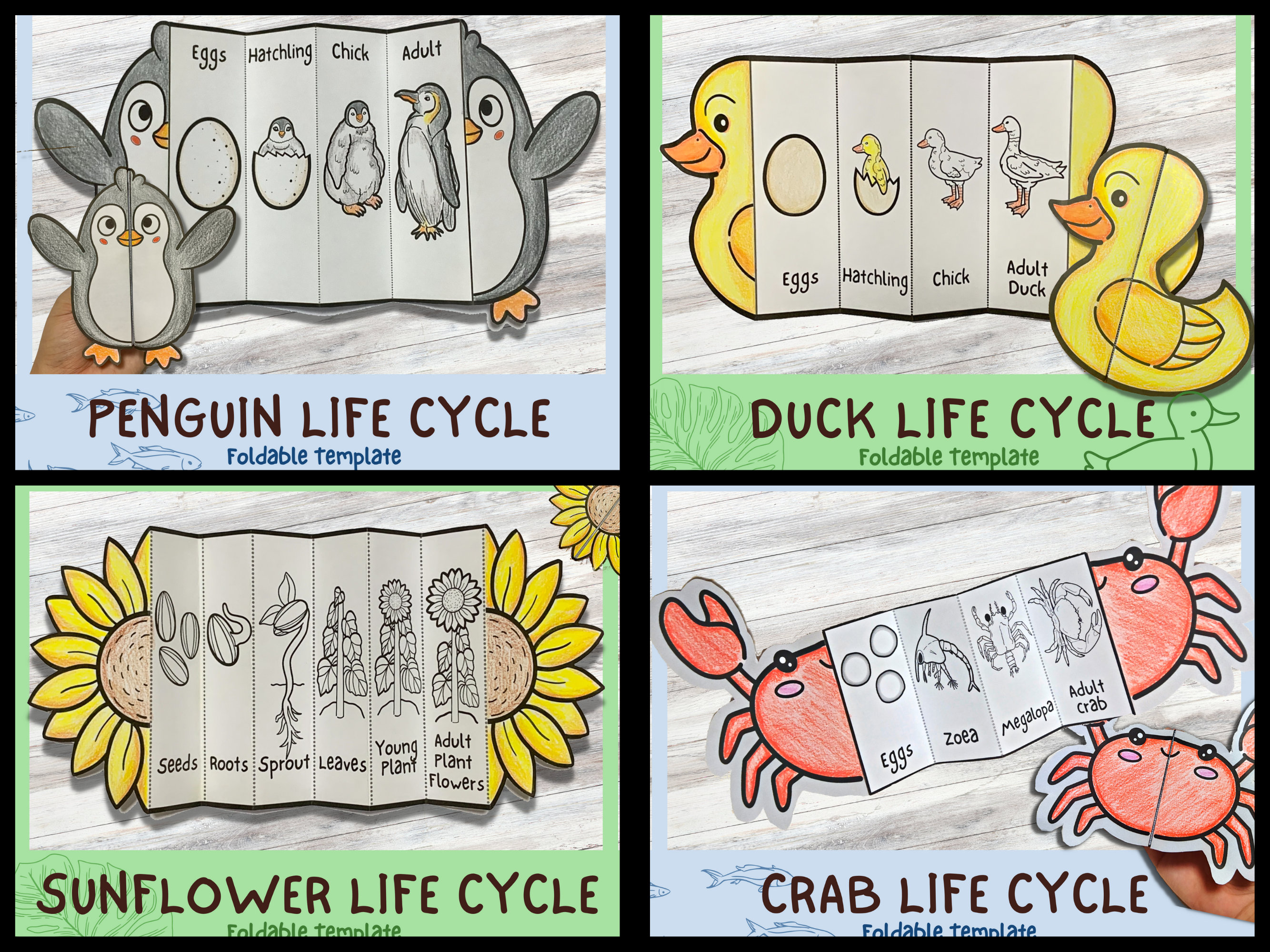 Foldable Life Cycle Bundle of 20 Templates Discounts With - Etsy