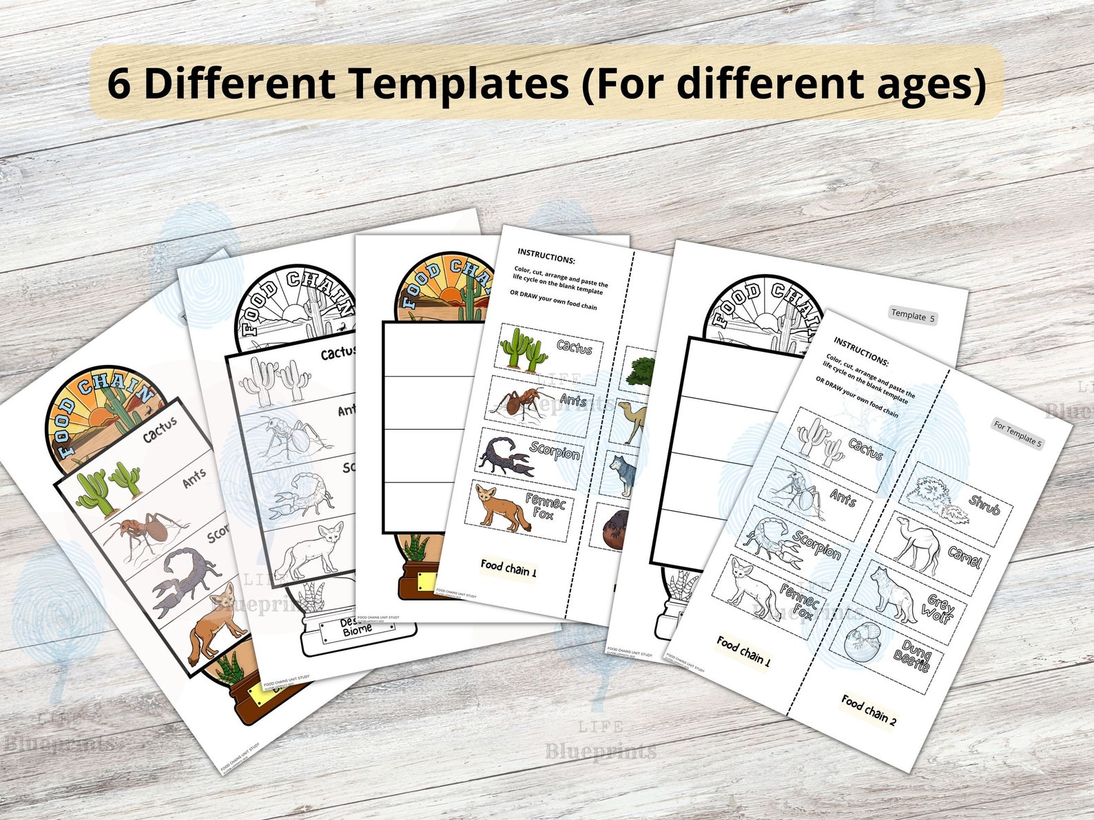 Desert Food Chains Foldable Kids' Craft | Snow Globe | Food Web ...