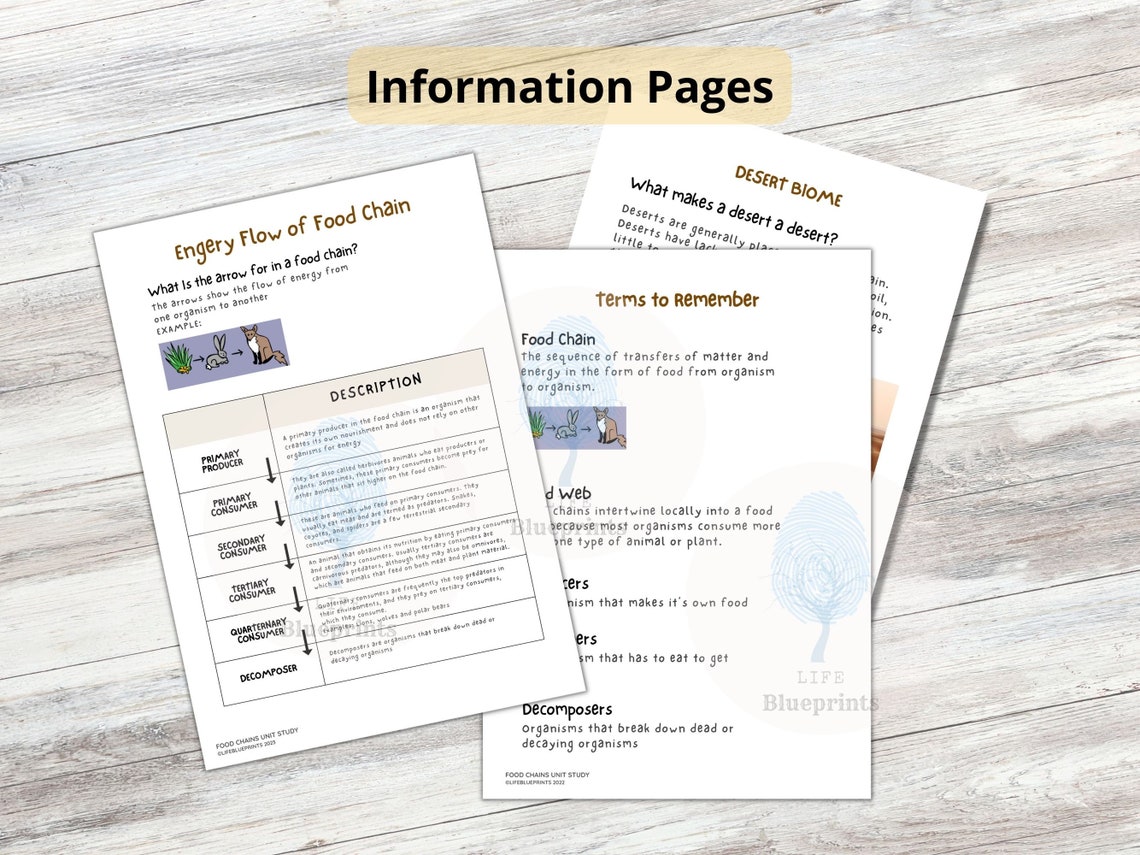 Desert Food Chains Foldable Kids' Craft | Snow Globe | Food Web ...