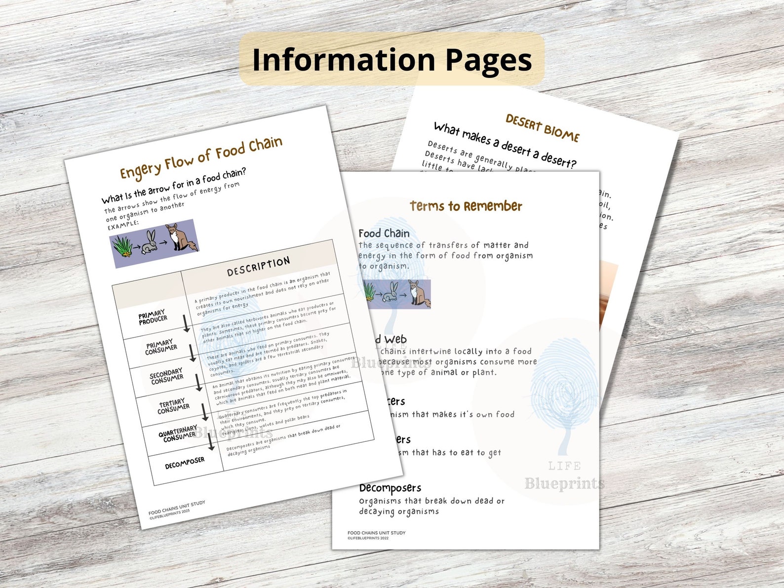 Desert Food Chains Foldable Kids' Craft | Snow Globe | Food Web ...