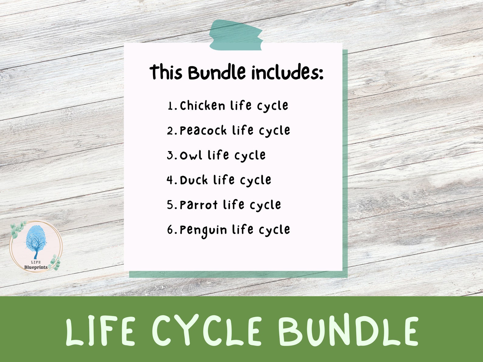 SPANISH Bird Life Cycle Bundle of 6 Templates Duck, Chicken, Penguin ...