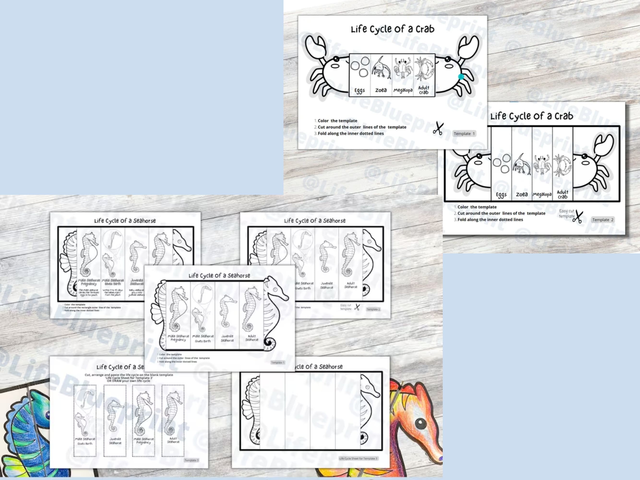 Marine Life Cycle Bundle of 6 Templates Ocean Discounts With Bundle ...
