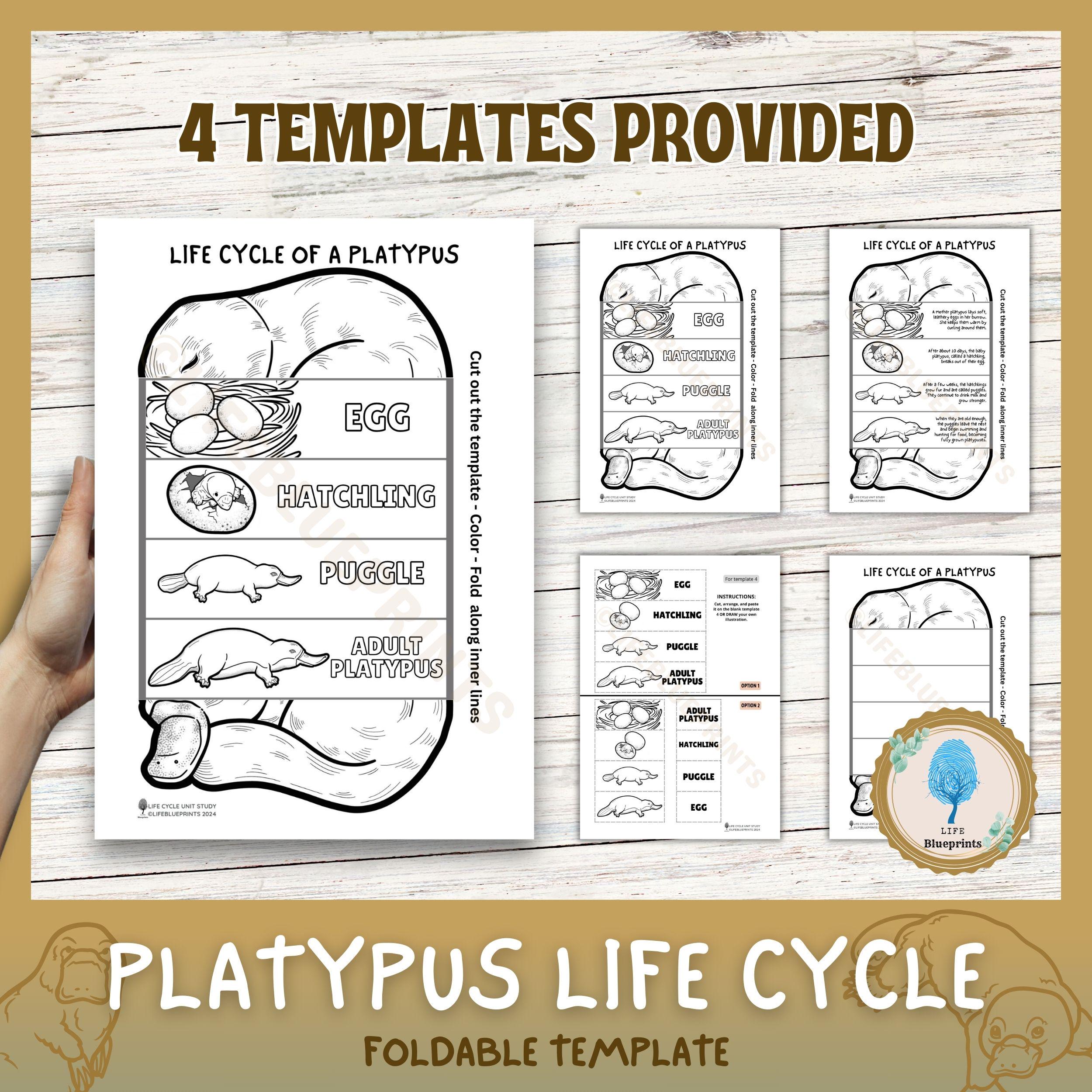 Platypus Life Cycle Science Activity for Kids | Foldable Craft ...