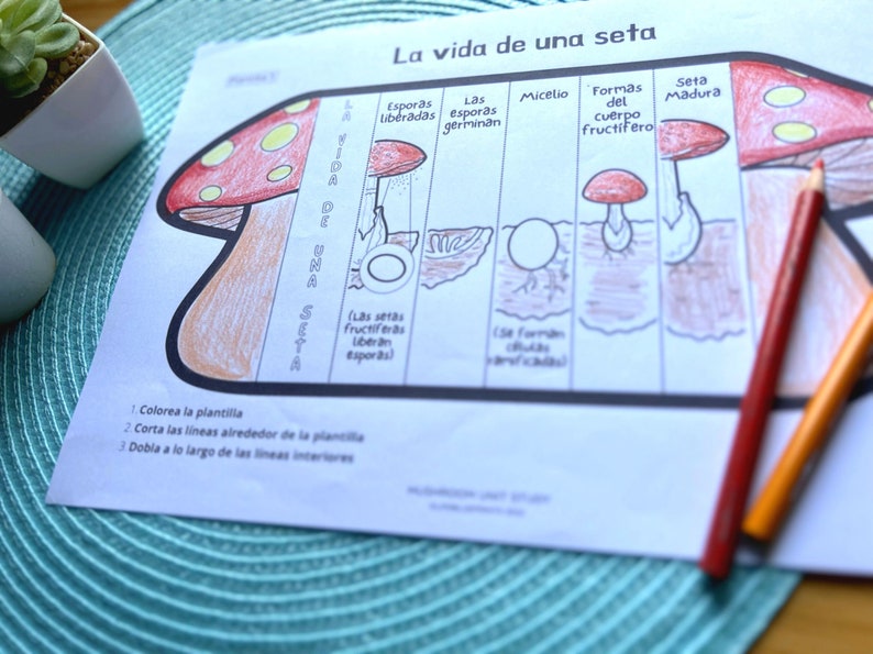 SPANISH Life Cycle of a Mushroom Foldable Life Cycle Craft Digital ...