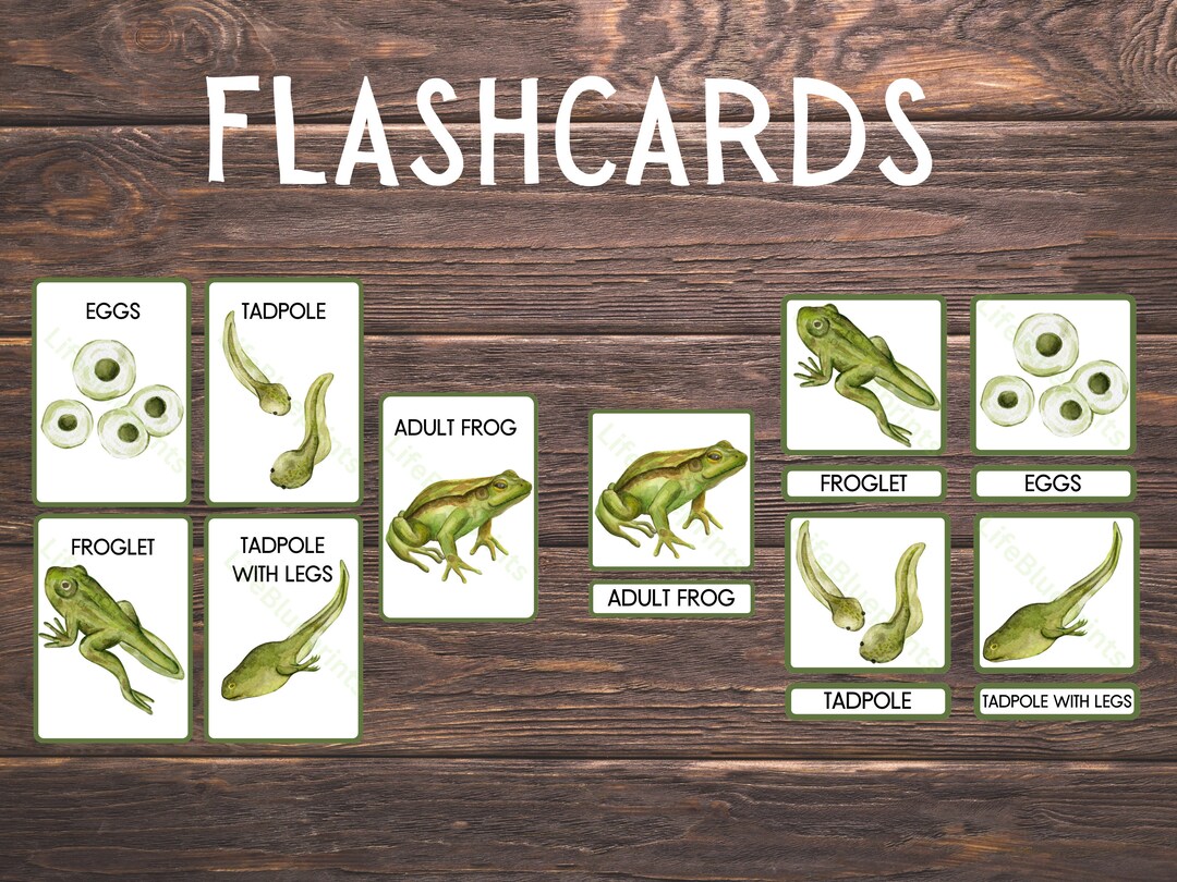 FROG LIFE CYCLE • Montessori Cards • Flash Cards • Educational Material ...