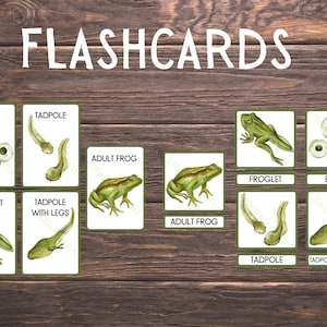 Frog Life Cycle Unit Study Poster, Flashcards, Lesson Plan Nature Study ...