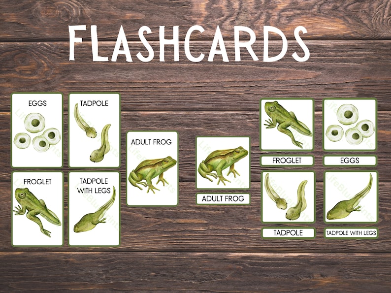 Frog Life Cycle Unit Study Poster, Flashcards, Lesson Plan Nature Study ...