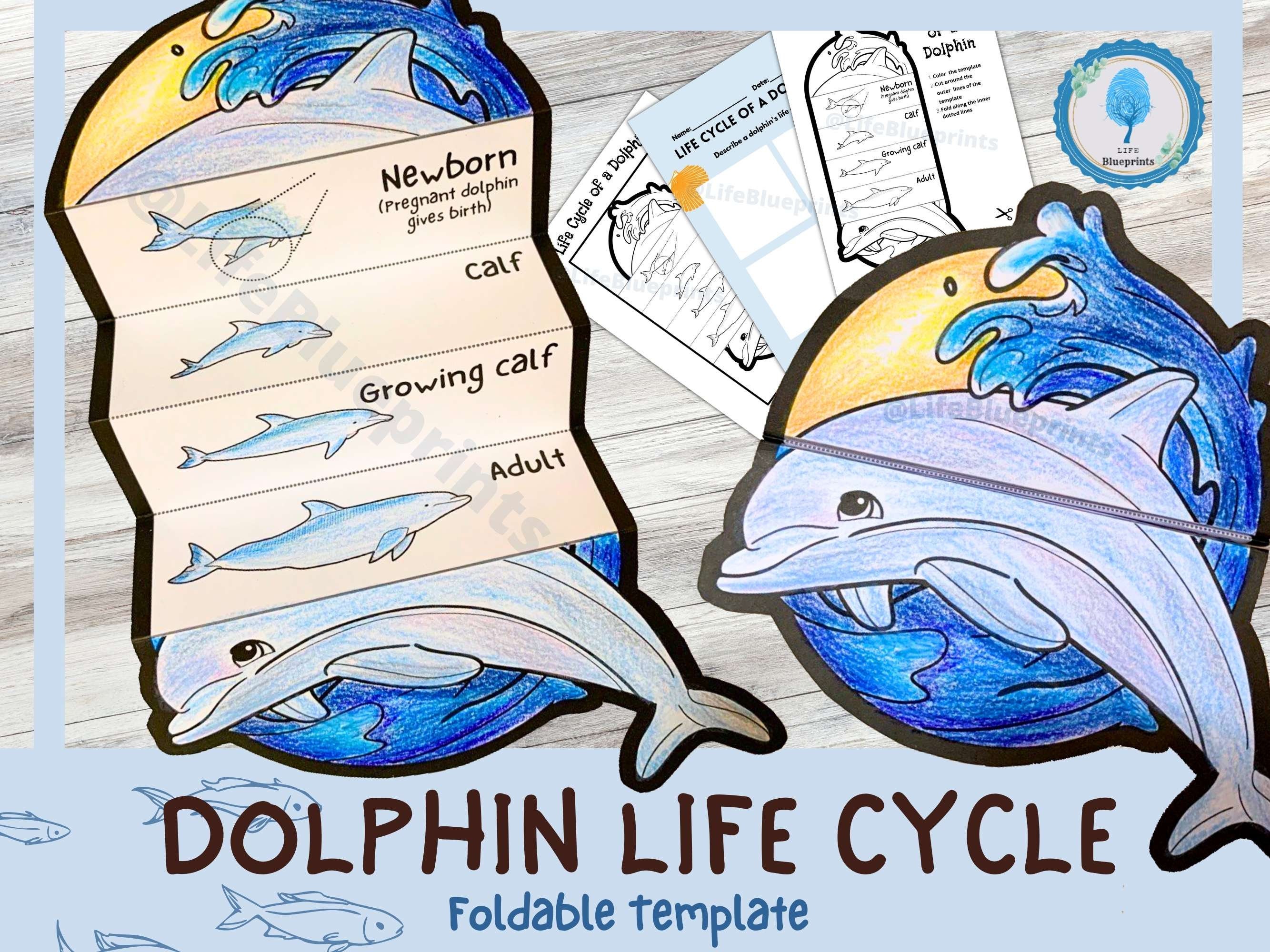 Fichas De Trabajo Sobre La Isla De Los Delfines Azules