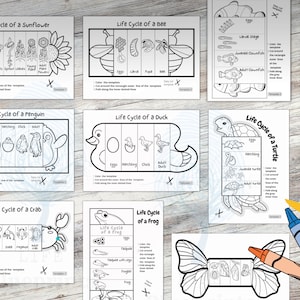 Foldable Life Cycle Bundle of 20 Templates Discounts With Bundle ...