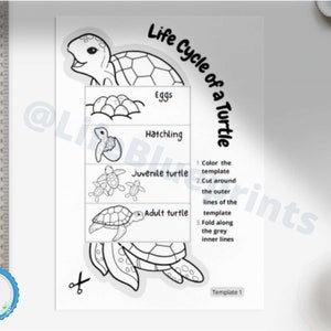 Foldable Turtle Life Cycle Learning Activity for Kids | A4 and 11x8.5 ...