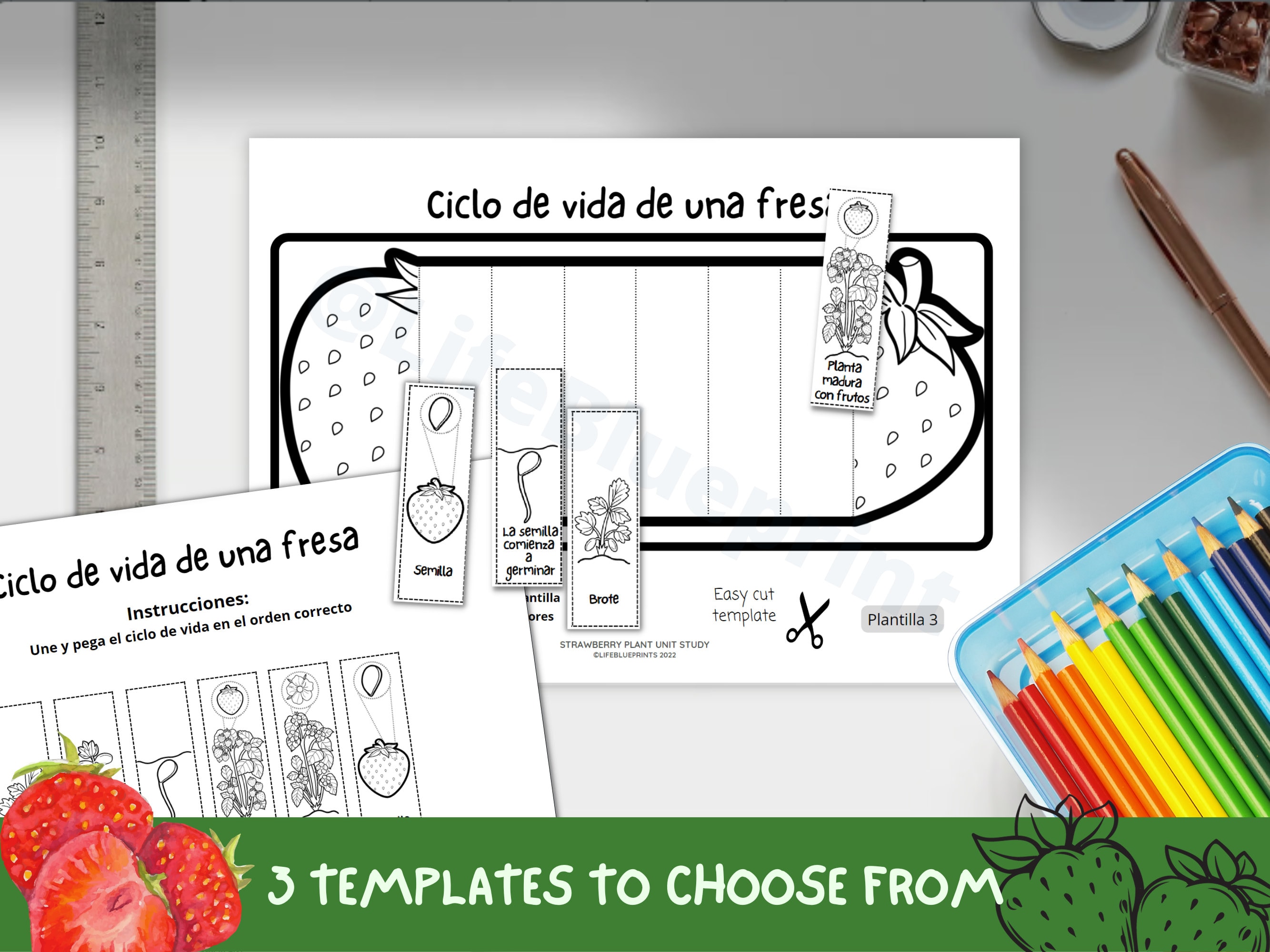 SPANISH Strawberry Life Cycle Foldable Kids' Craft Science Activity ...