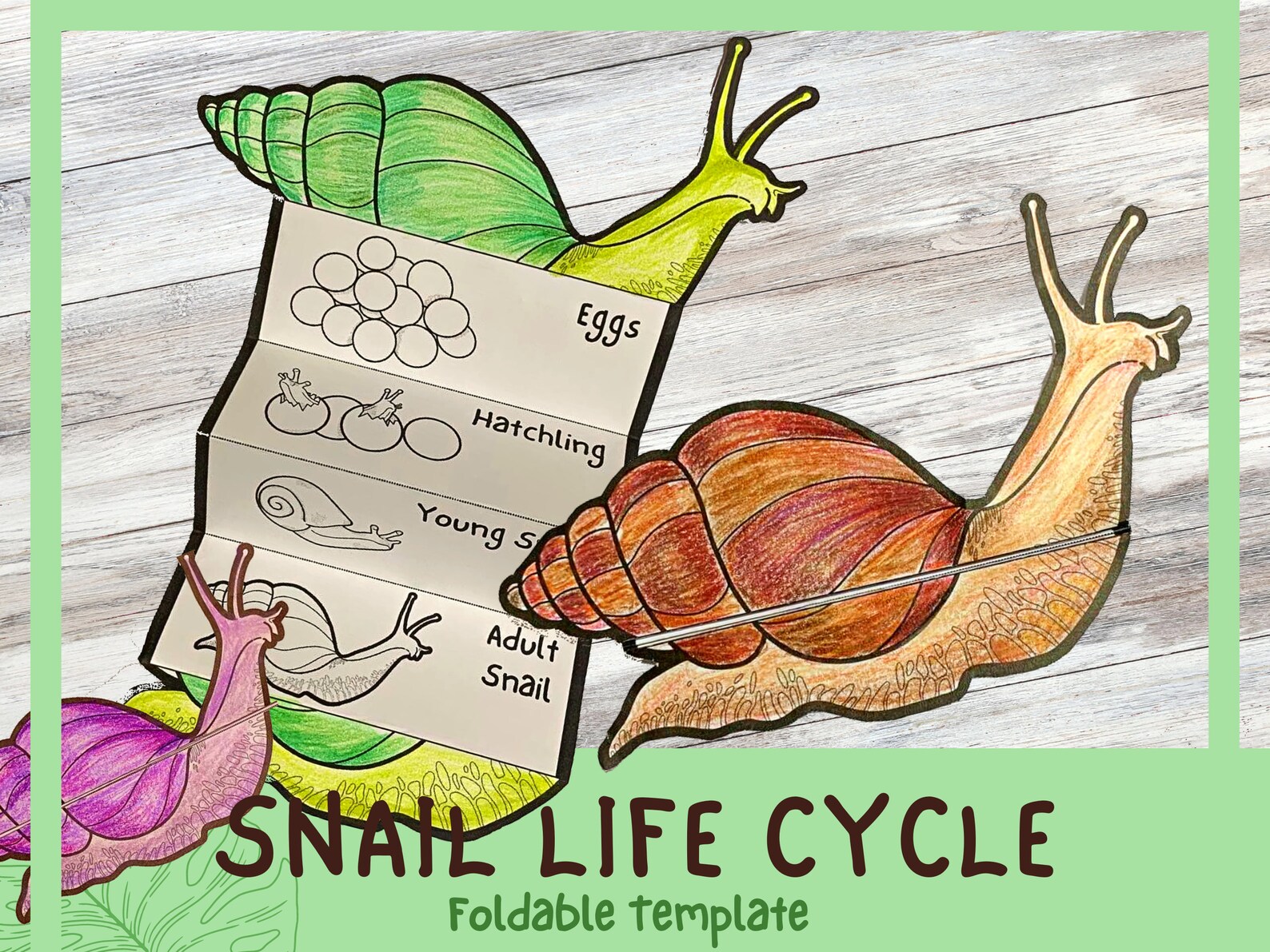Foldable Snail Life Cycle Learning Activity for Kids A4 and - Etsy ...