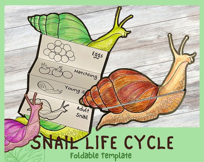 Foldable Snail Life Cycle Learning Activity for Kids A4 and - Etsy ...