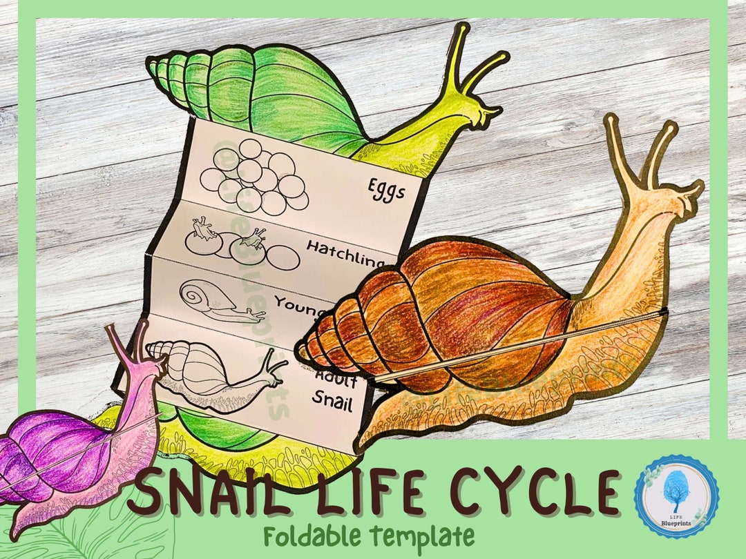 Foldable Snail Life Cycle Learning Activity for Kids | A4 and 11x8.5 ...
