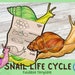 Foldable Snail Life Cycle Learning Activity for Kids | A4 and 11x8.5 ...