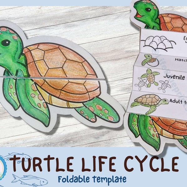 Foldable Seahorse Life Cycle Learning Activity for Kids Marine Life ...