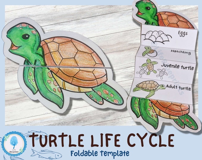 Foldable Penguin Life Cycle Learning Activity for Kids A4 and 11x8.5 ...