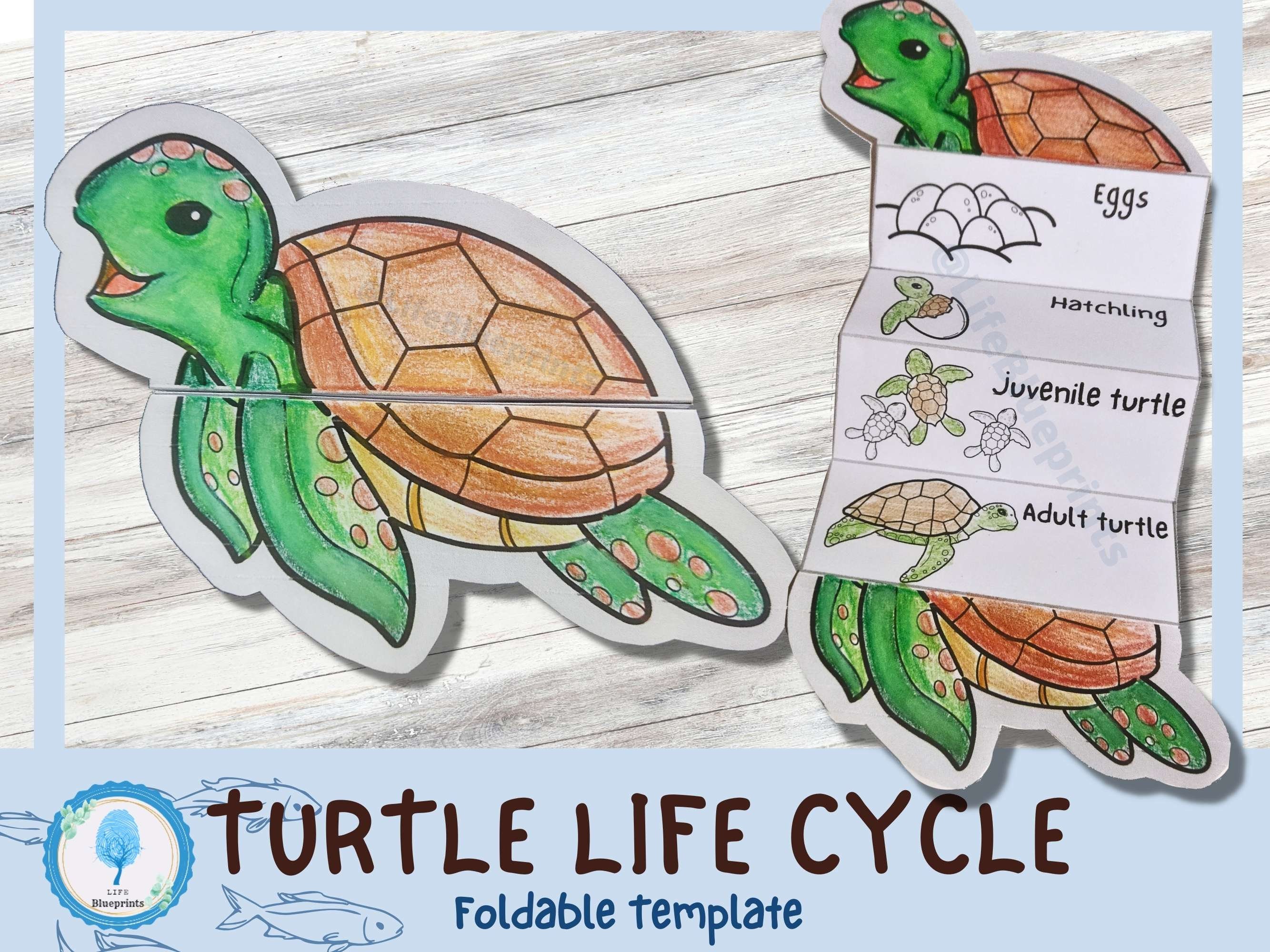 Hojas De Trabajo Sobre Tortugas Marinas En Marzo Nos Lanzamos A Leer,