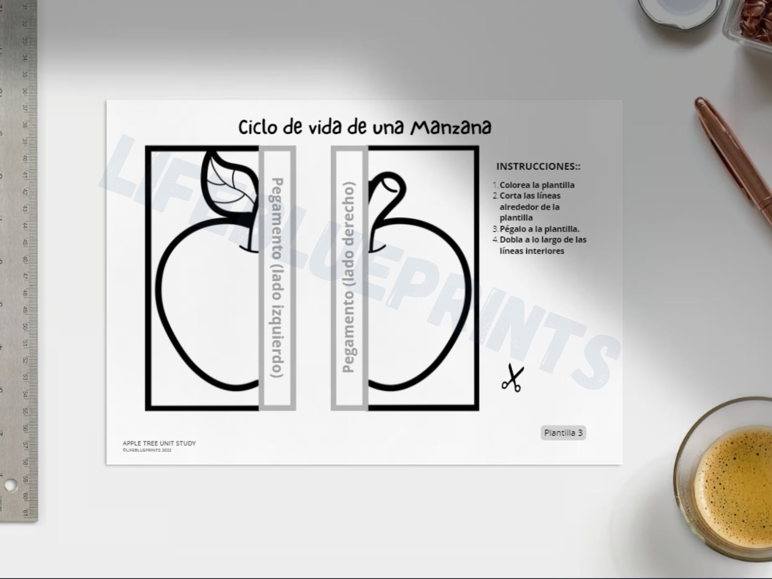 SPANISH Life Cycle of a Apple Foldable Kids' Craft Science Activity ...