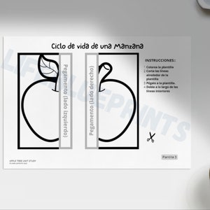 SPANISH Life Cycle of a Apple Foldable Kids' Craft Science Activity ...