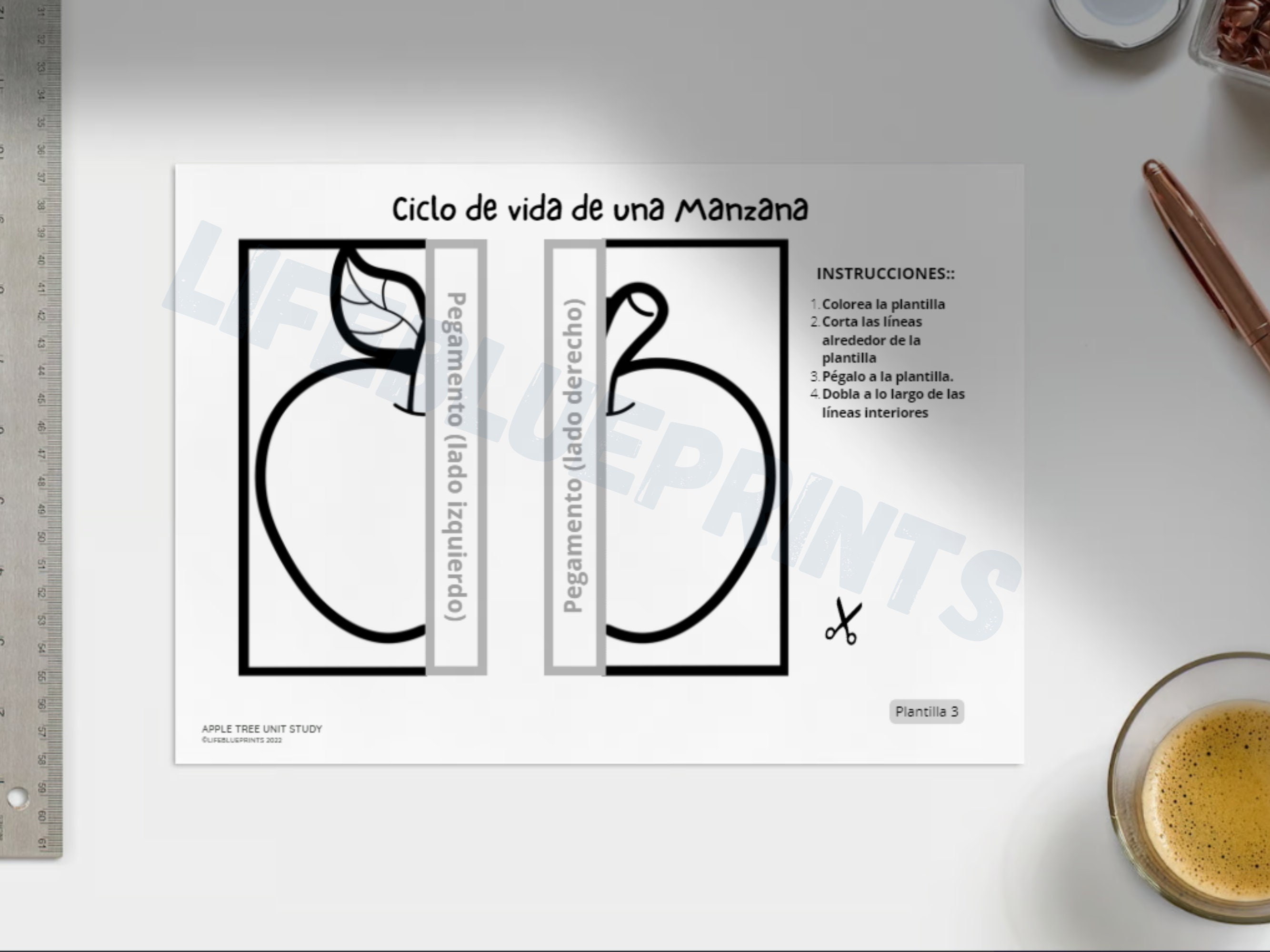 SPANISH Life Cycle of a Apple Foldable Kids' Craft Science Activity ...