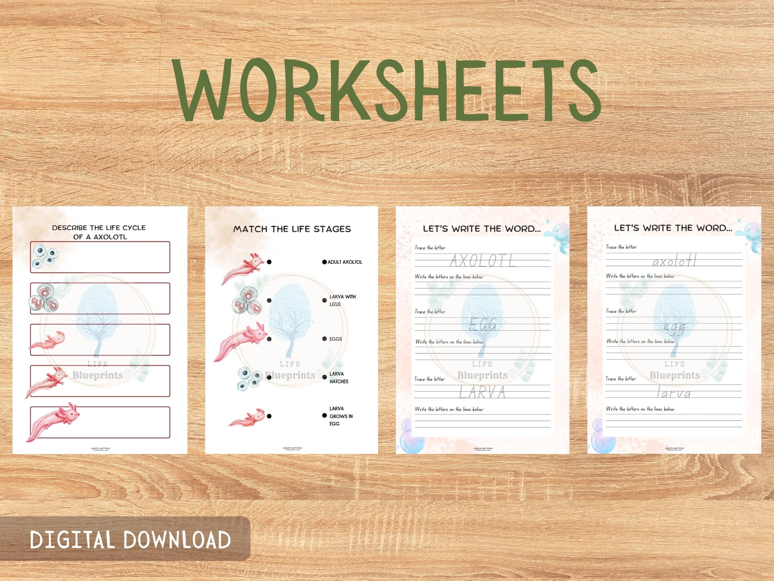 Axolotl Life Cycle Unit Study | Poster, Flashcards, Lesson Plan ...