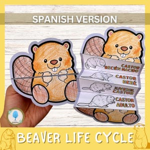 SPANISH Foldable Beaver Life Cycle Learning Activity for Kids | Digital ...