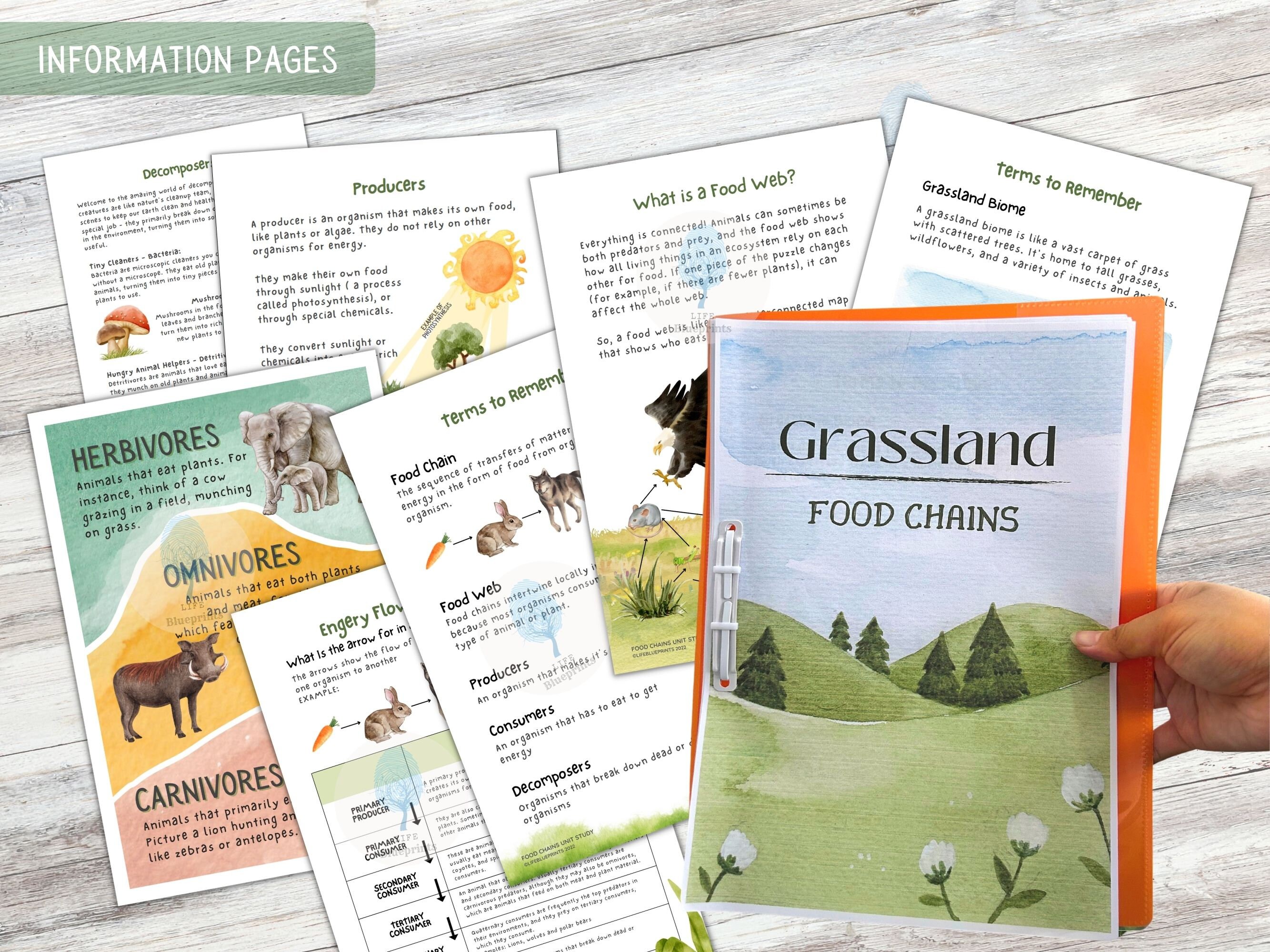 Grassland Food Chains Unit Study Snow Globe Food Web Printable A4 ...