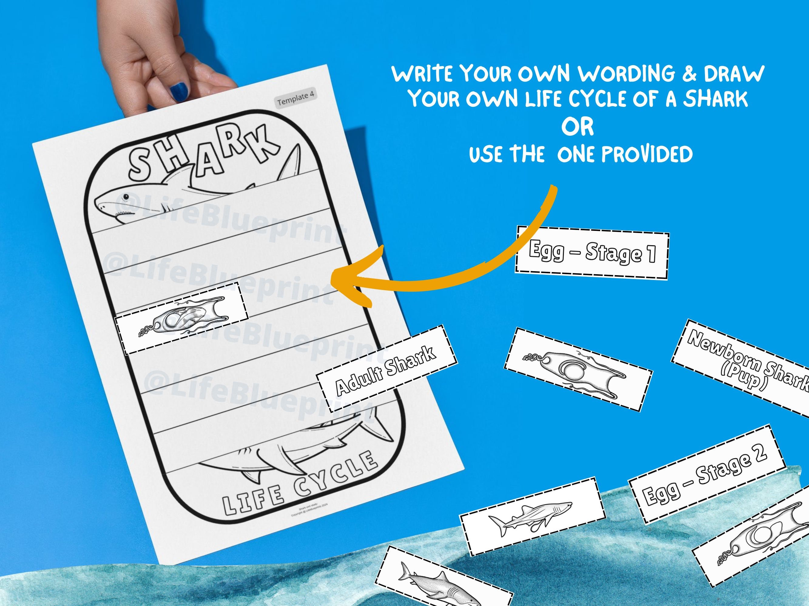 Life Cycle of a Shark Science Activity for Kids Foldable Craft Ocean ...