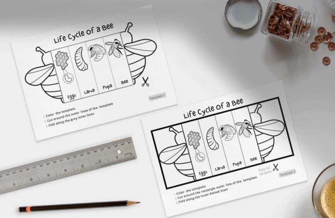 Foldable Bee Life Cycle Learning Activity for Kids | A4 and 11x8.5 Inch ...