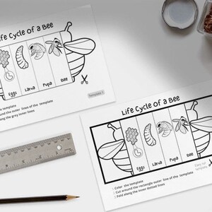 Foldable Bee Life Cycle Learning Activity for Kids | A4 and 11x8.5 Inch | Digital Download - Etsy