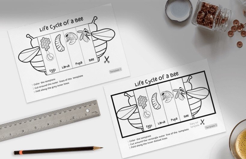 Foldable Bee Life Cycle Learning Activity for Kids A4 and - Etsy
