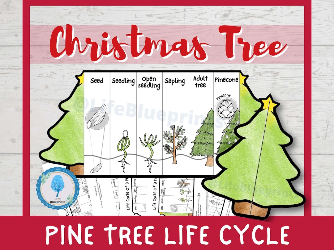 PINE TREE Life Cycle Foldable Templates | Christmas Tree Life Cycle ...