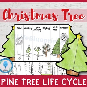 PINE TREE Life Cycle Foldable Templates | Christmas Tree Life Cycle ...